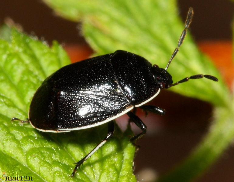 White-margined Burrower Bug - Sehirus cinctus